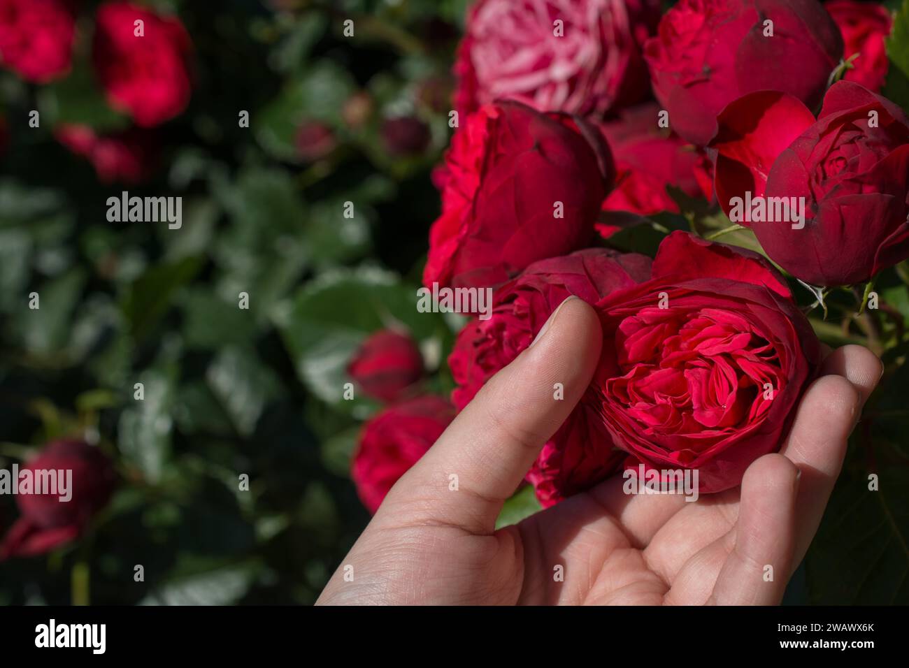 Fresh roses hi-res stock photography and images - Alamy