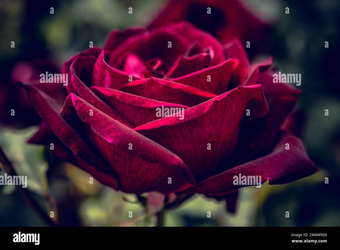 Beautiful colorful Rose Flower on garden background Stock Photo - Alamy