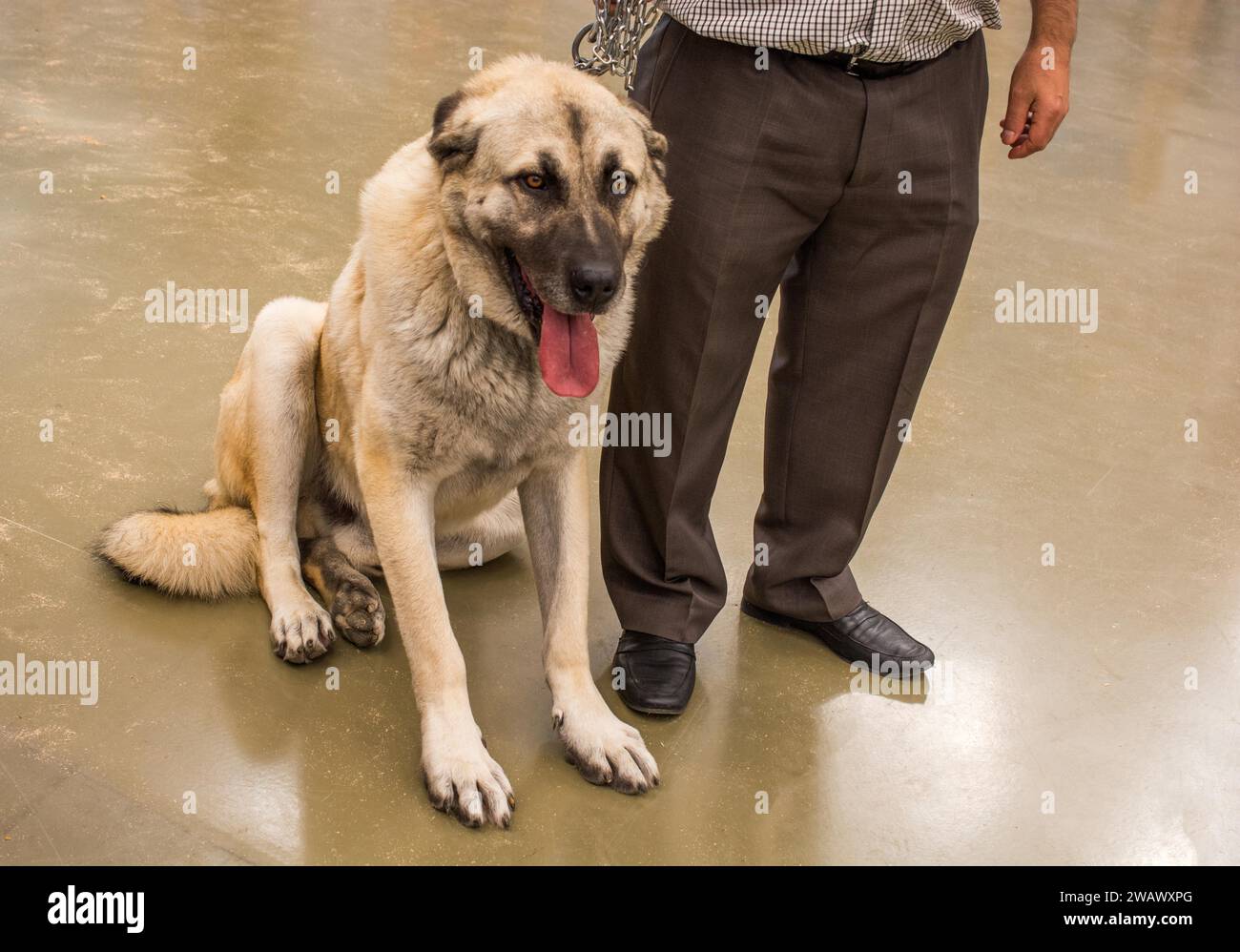 Turkish breed shepherd dog Kangal as livestock guarding dog Stock Photo ...