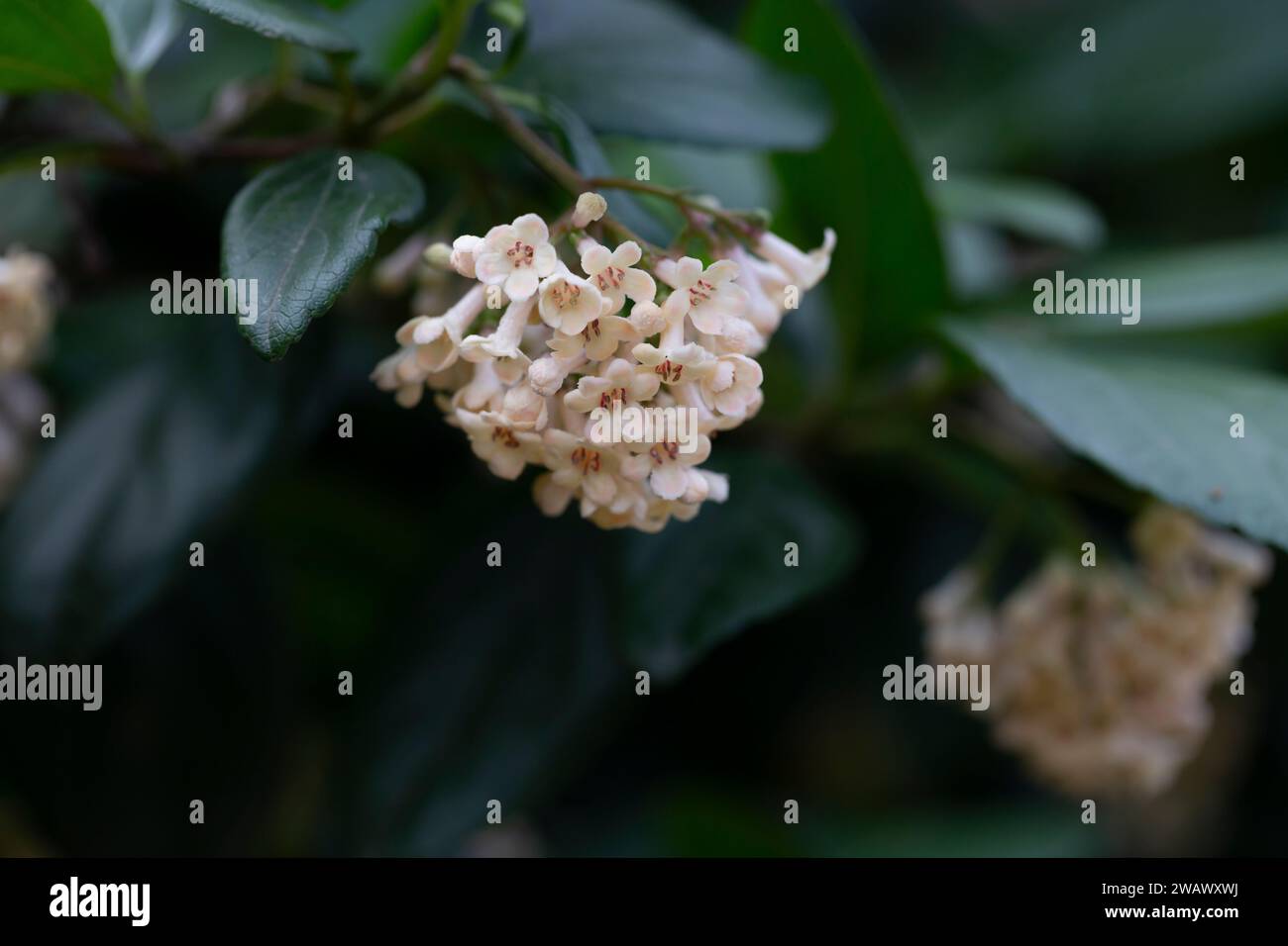 Sandankwa viburnum hi-res stock photography and images - Alamy