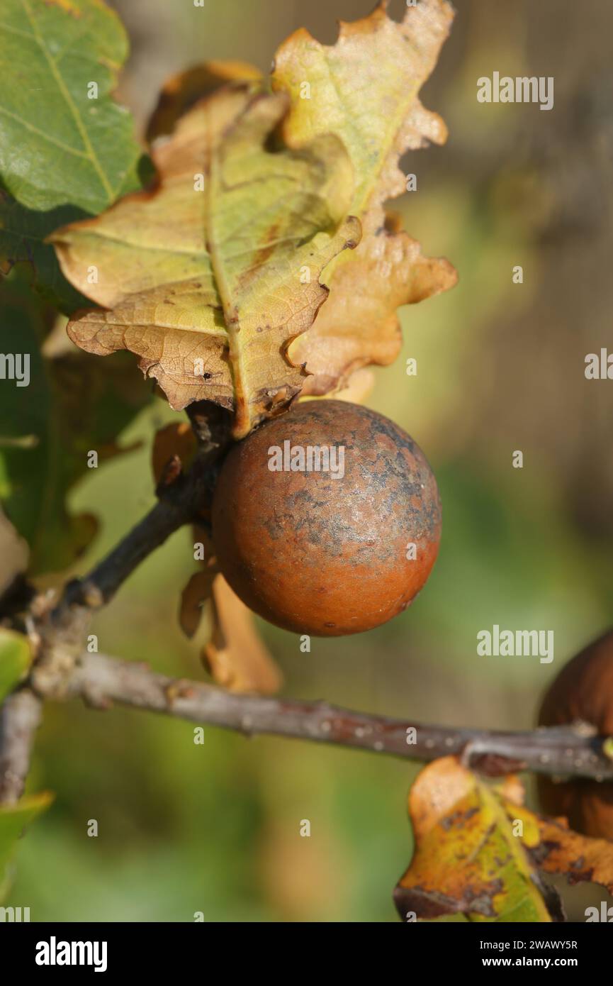 Vertical natural closeup on a marble of the Oak Marble Gall Wasp ...