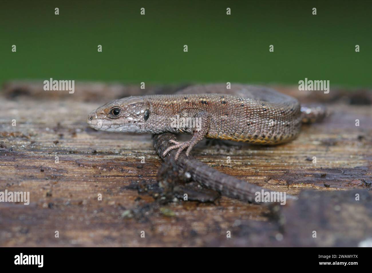 Natural closeup on a common viviparous lizard, Zootoca vivipara ...