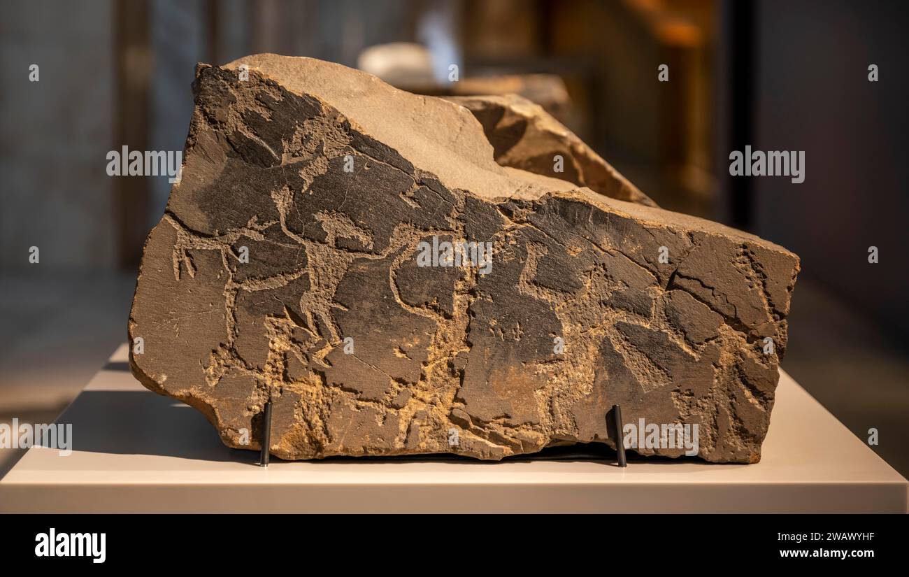 Ancient stone engravings, interior view, exhibition in the State ...