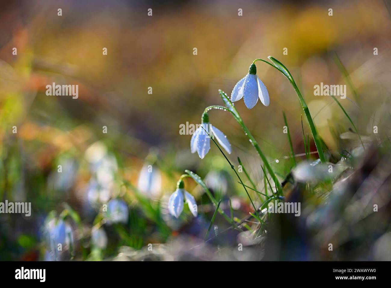 Spring flowers. The first flowering white plants in spring. Natural ...