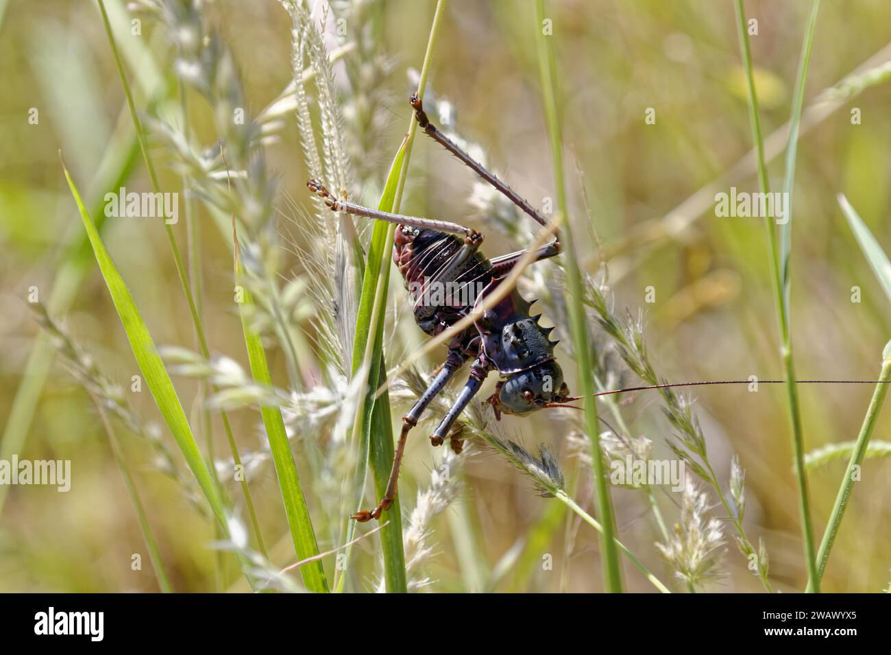 Close up view of grasshopper hi-res stock photography and images - Alamy