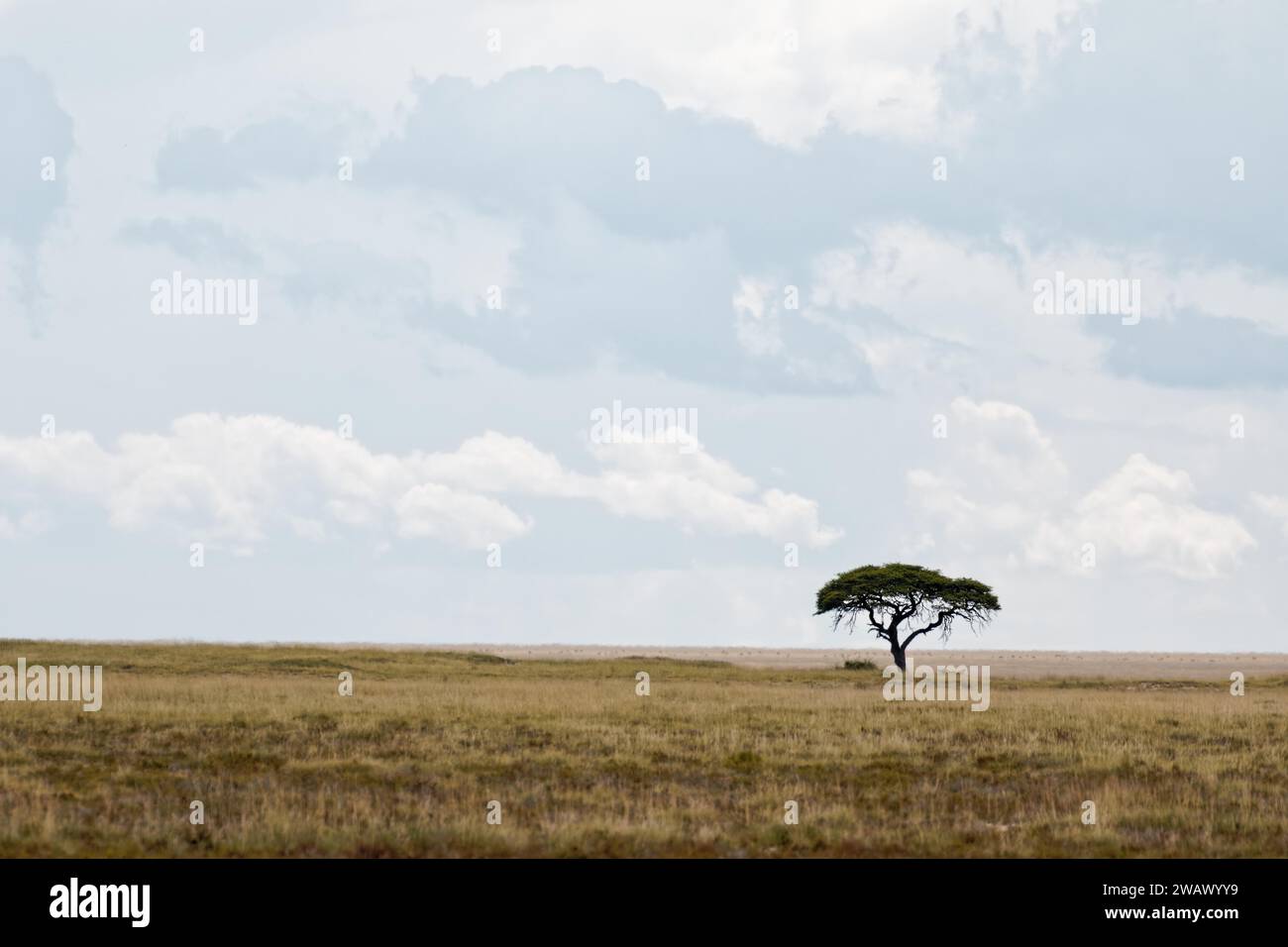 Safari landscape tree hi-res stock photography and images - Alamy