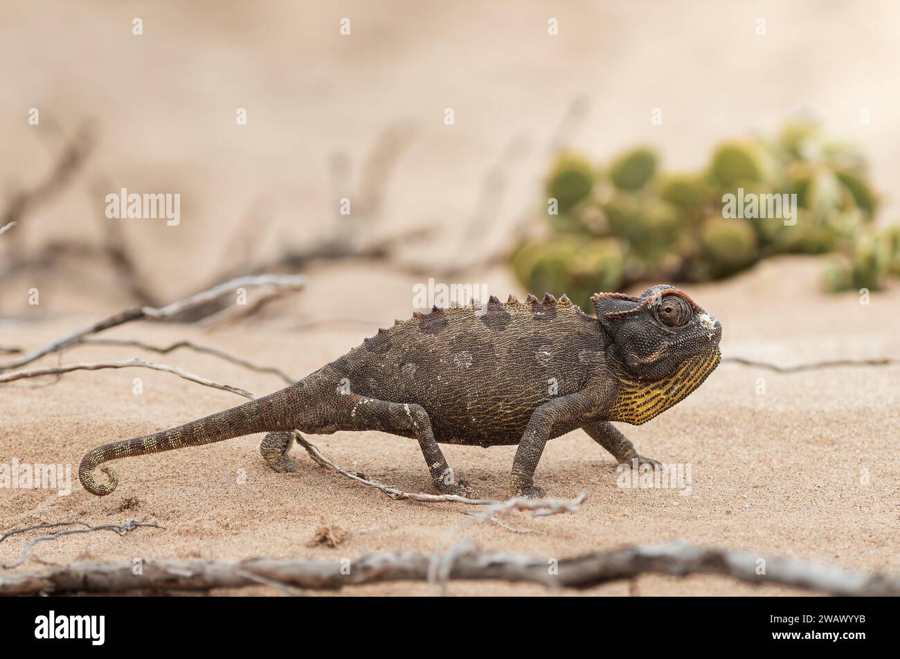 A chameleon moves through the sand of the desert, sand dune, safari ...