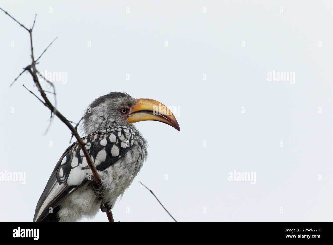 A red-ringed toco, Tockus leucomelas, bird with a striking beak sitting ...