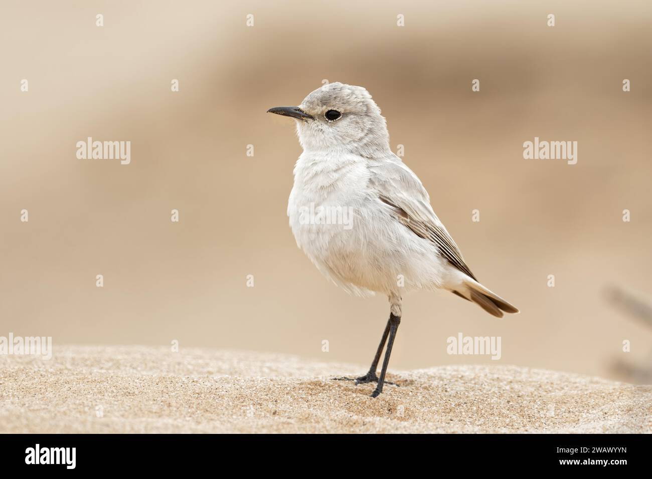 Feeding bird beak insect hi-res stock photography and images - Alamy