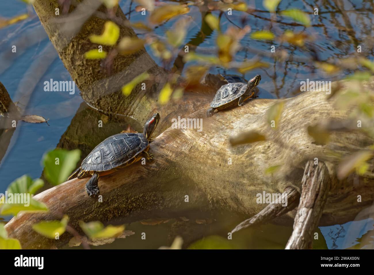 Red eared slider turtle sunbathing on a tree trunk hi-res stock ...