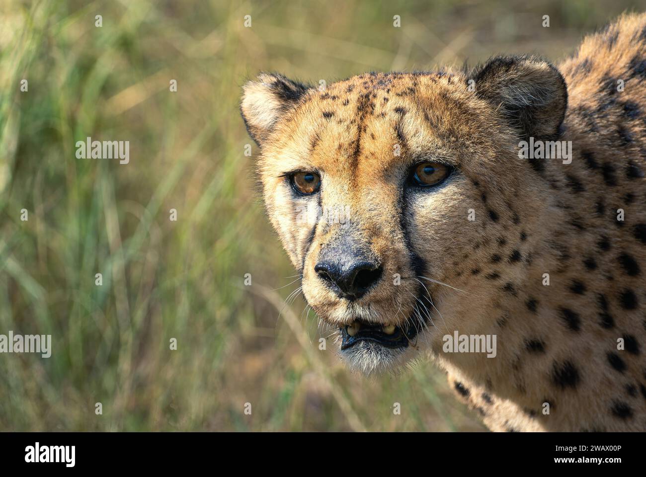 A cheetah observing its surroundings in the steppe, safari, wildlife ...