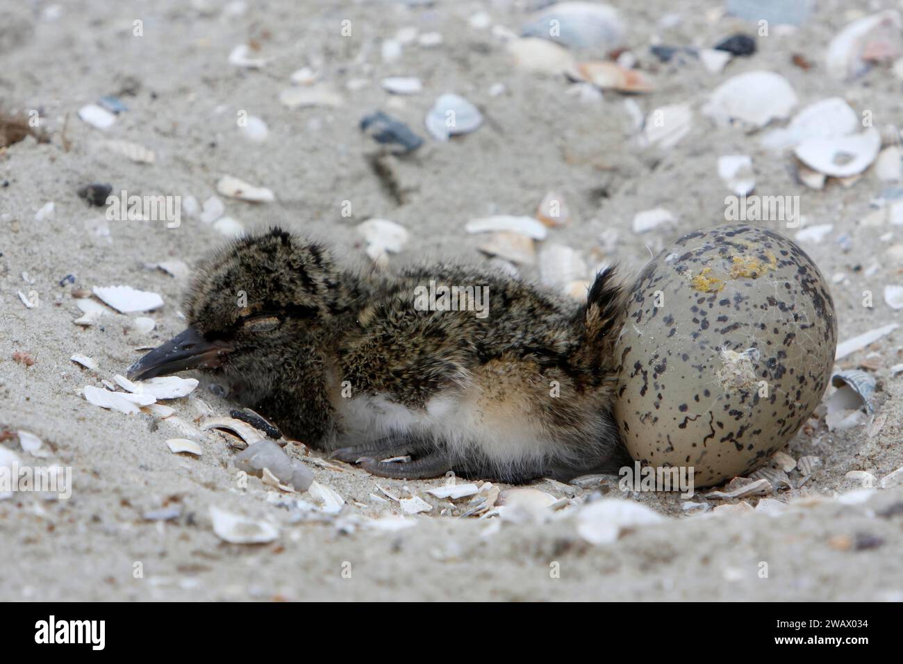Eurasian oystercatcher (Haematopus ostralegus), jumper, young bird and ...