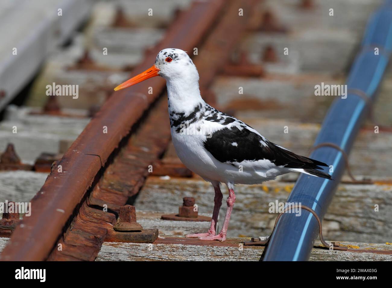 Leucistic bird hi-res stock photography and images - Alamy