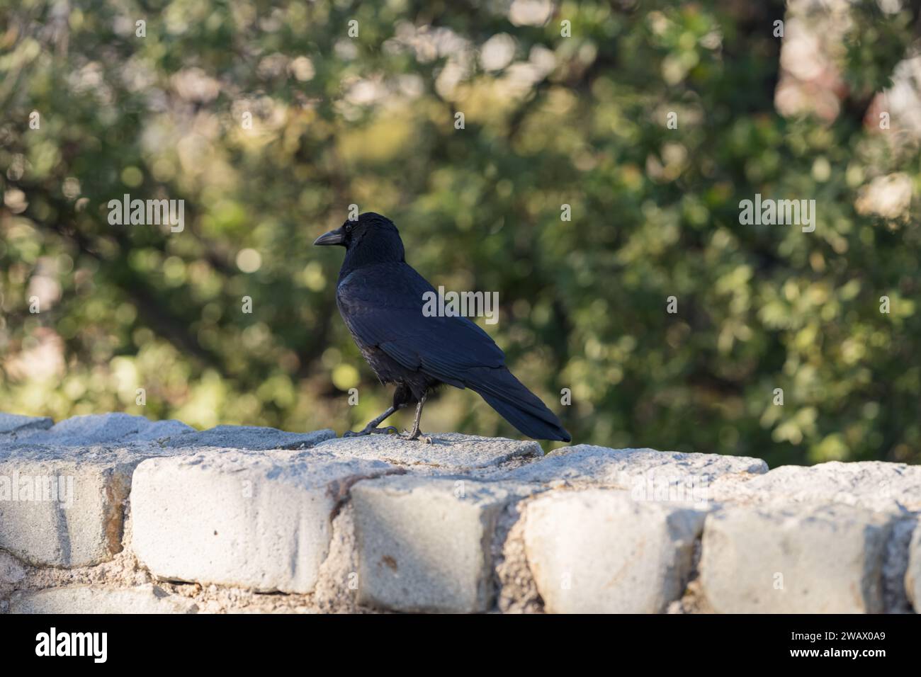 Shallow focus bird flying hi-res stock photography and images - Alamy