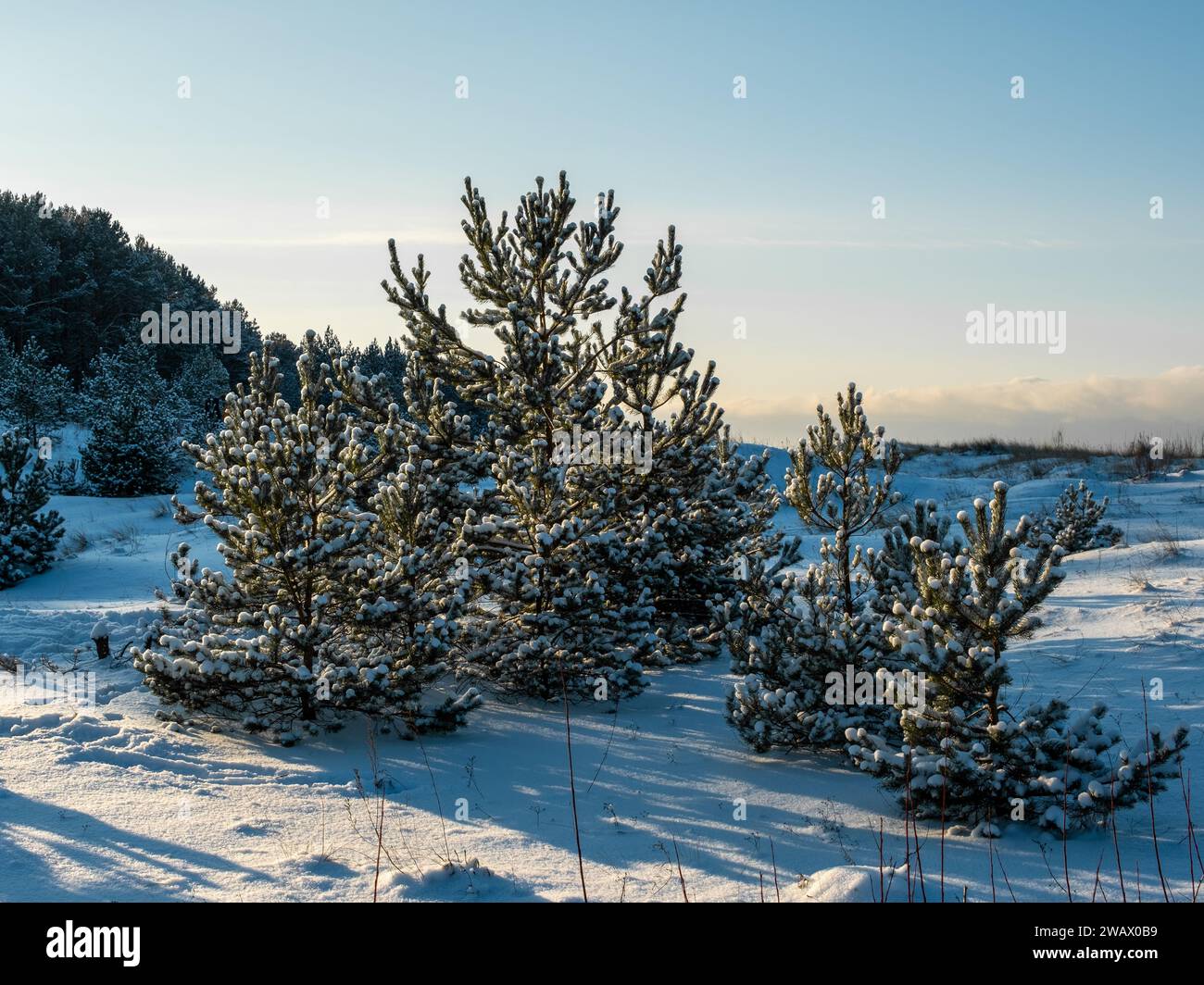 Frost tipped pine needles hi-res stock photography and images - Alamy