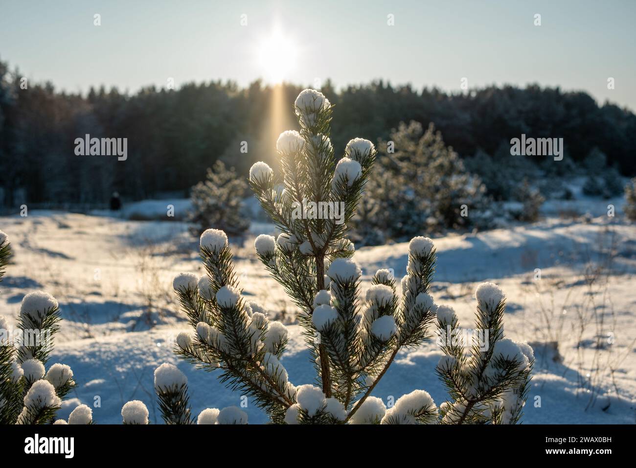 Wintertime poetry in nature's gallery: snow-dressed firs gracing the ...