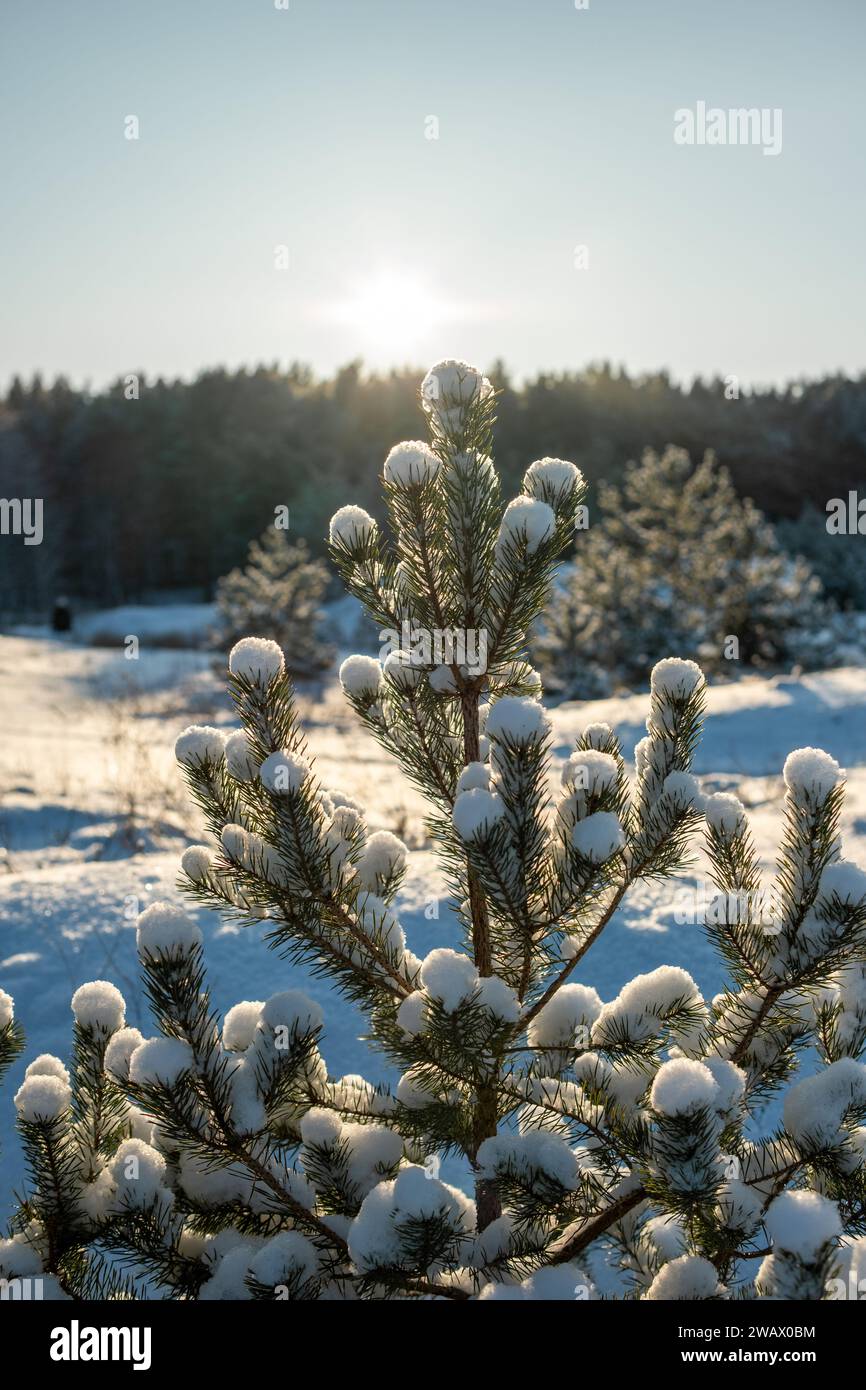 A tranquil winter idyll—firs dressed in snow, a sun-kissed beach, and a ...