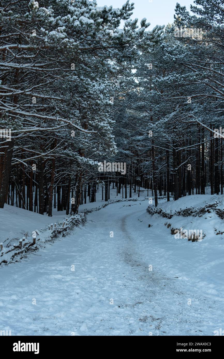 Branches dancing in the breeze hi-res stock photography and images - Alamy