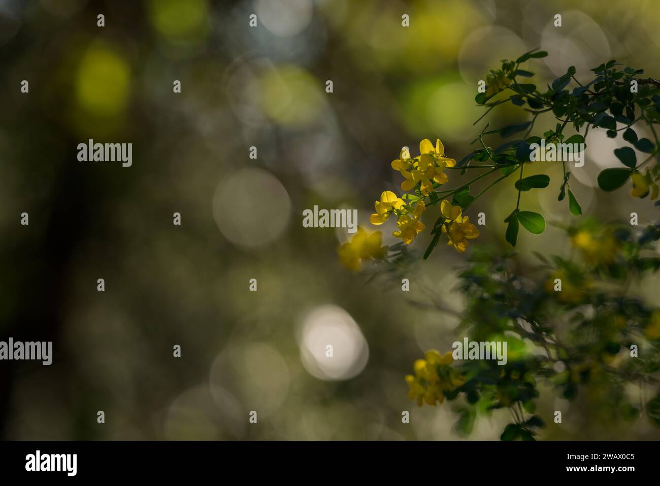 Meditterranean flower hi-res stock photography and images - Alamy