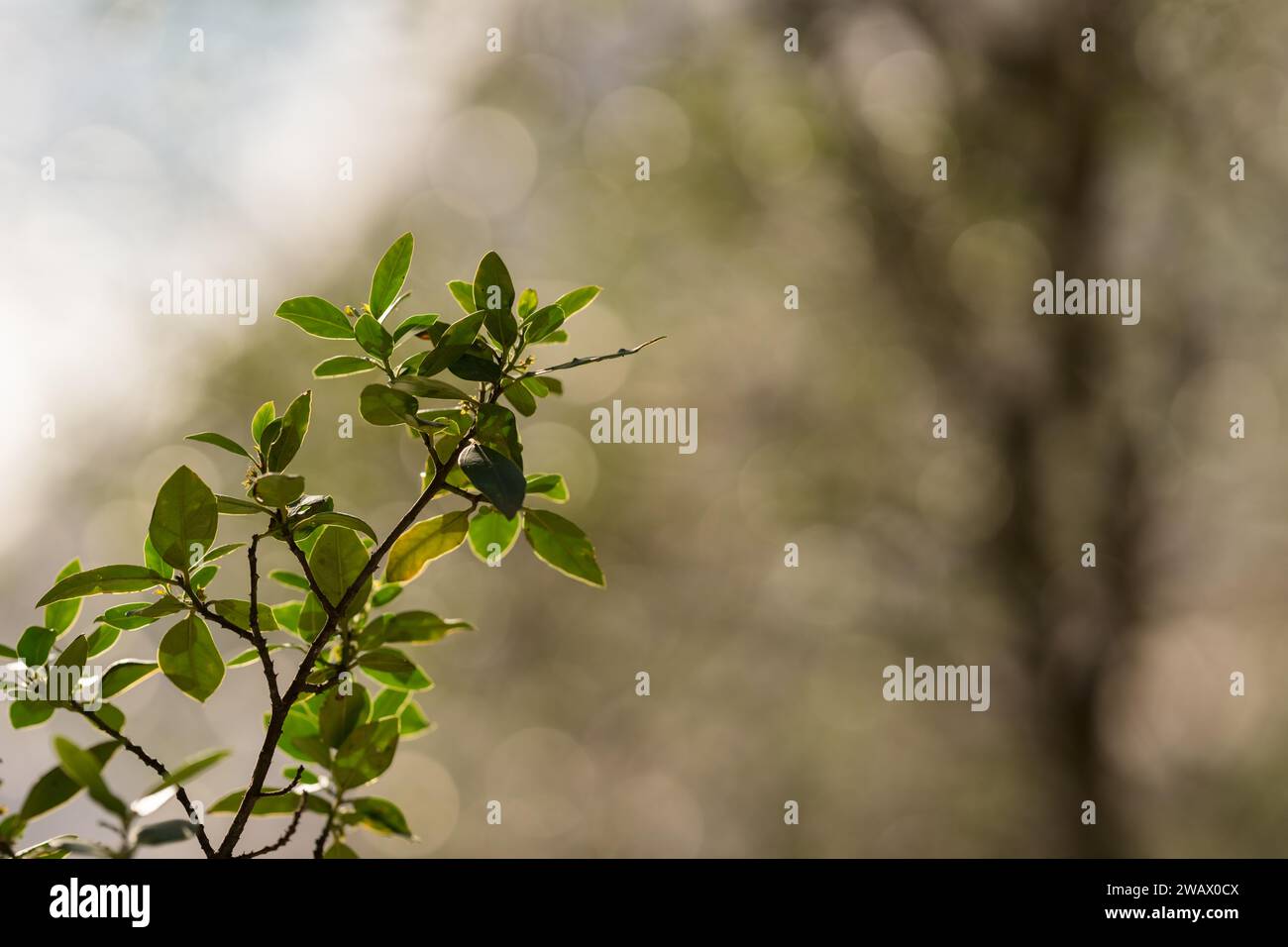 yellow crown vetch flowers closeup, shallow focus Stock Photo - Alamy