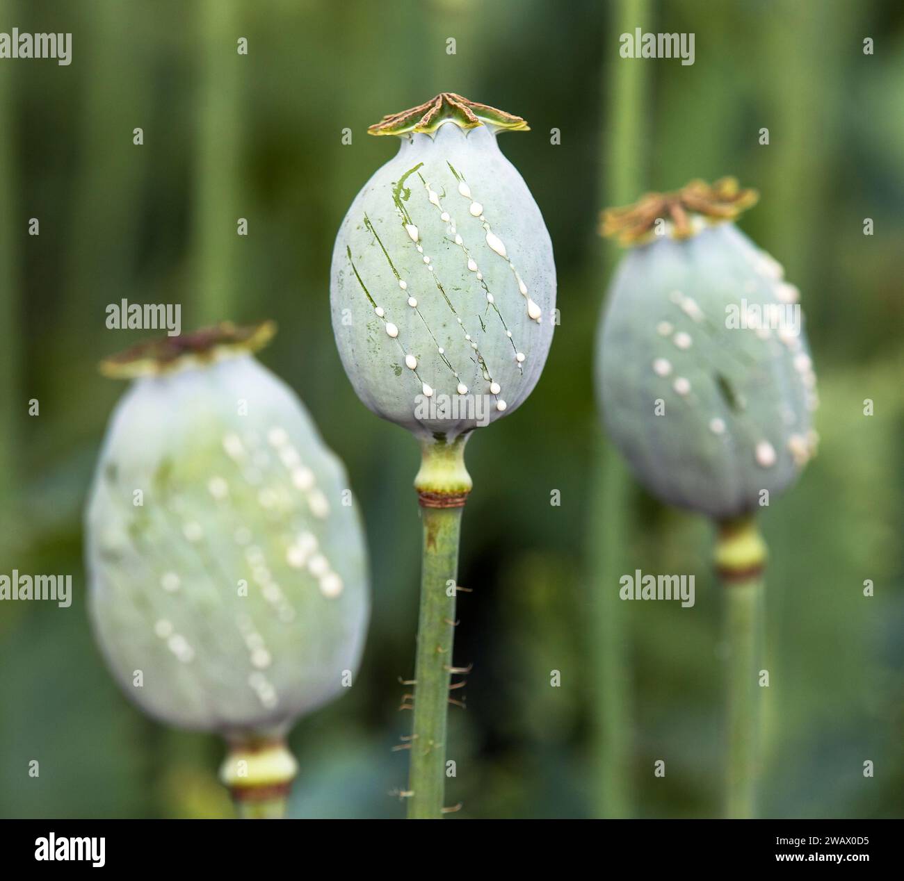 Detail of opium poppy heads, in latin papaver somniferum, immature ...