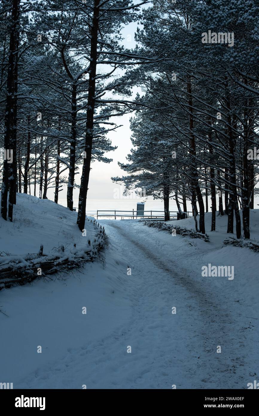 Under winter's crisp allure, the sun adorns the pines with a radiant ...