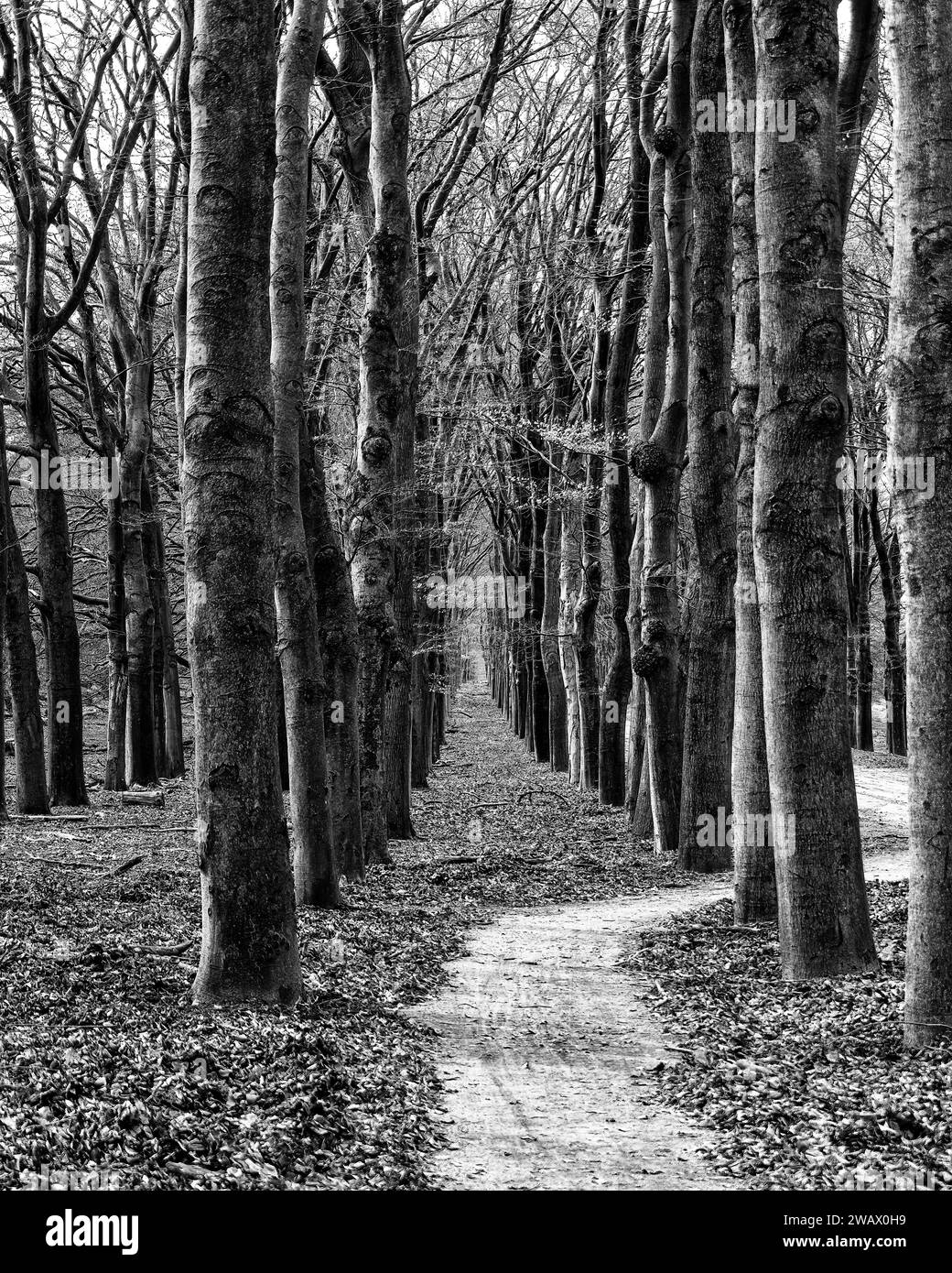 A black and white photograph featuring a scenic pathway through a ...