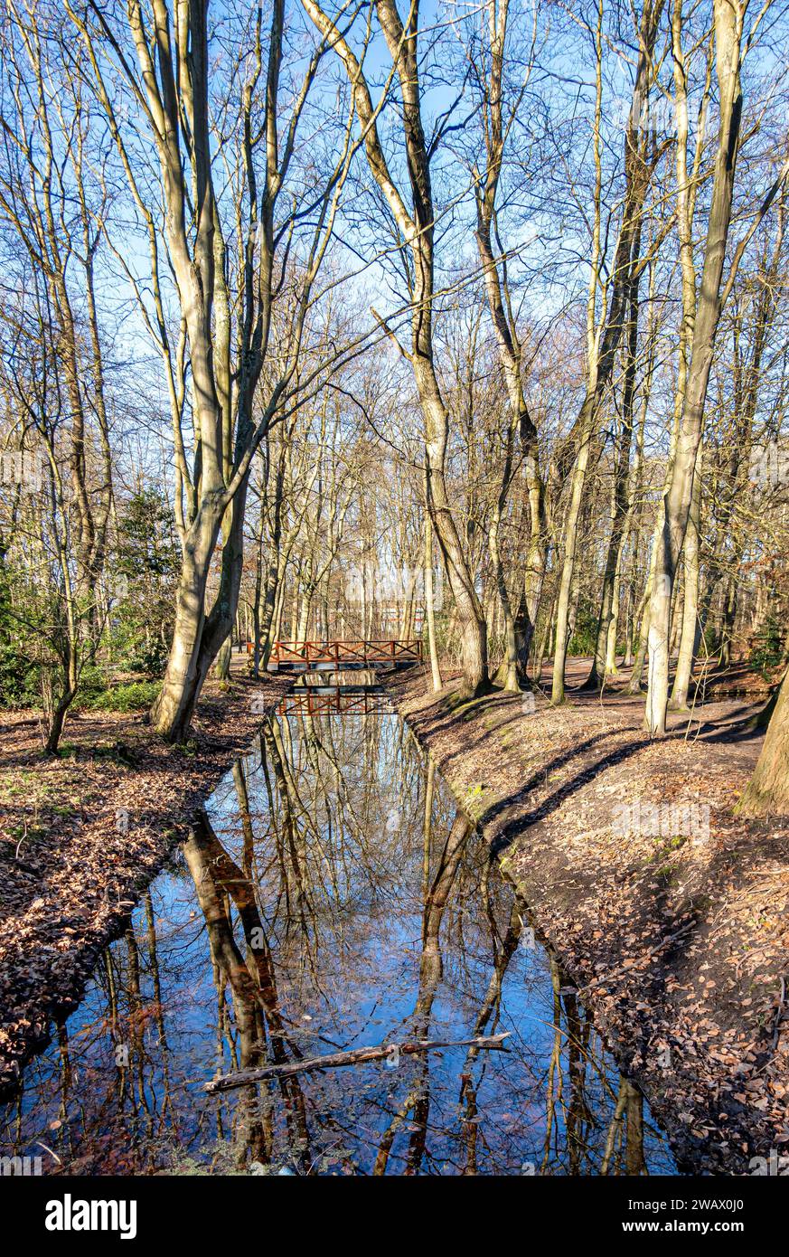 A tranquil stream meandering through a sun-dappled forest, surrounded ...