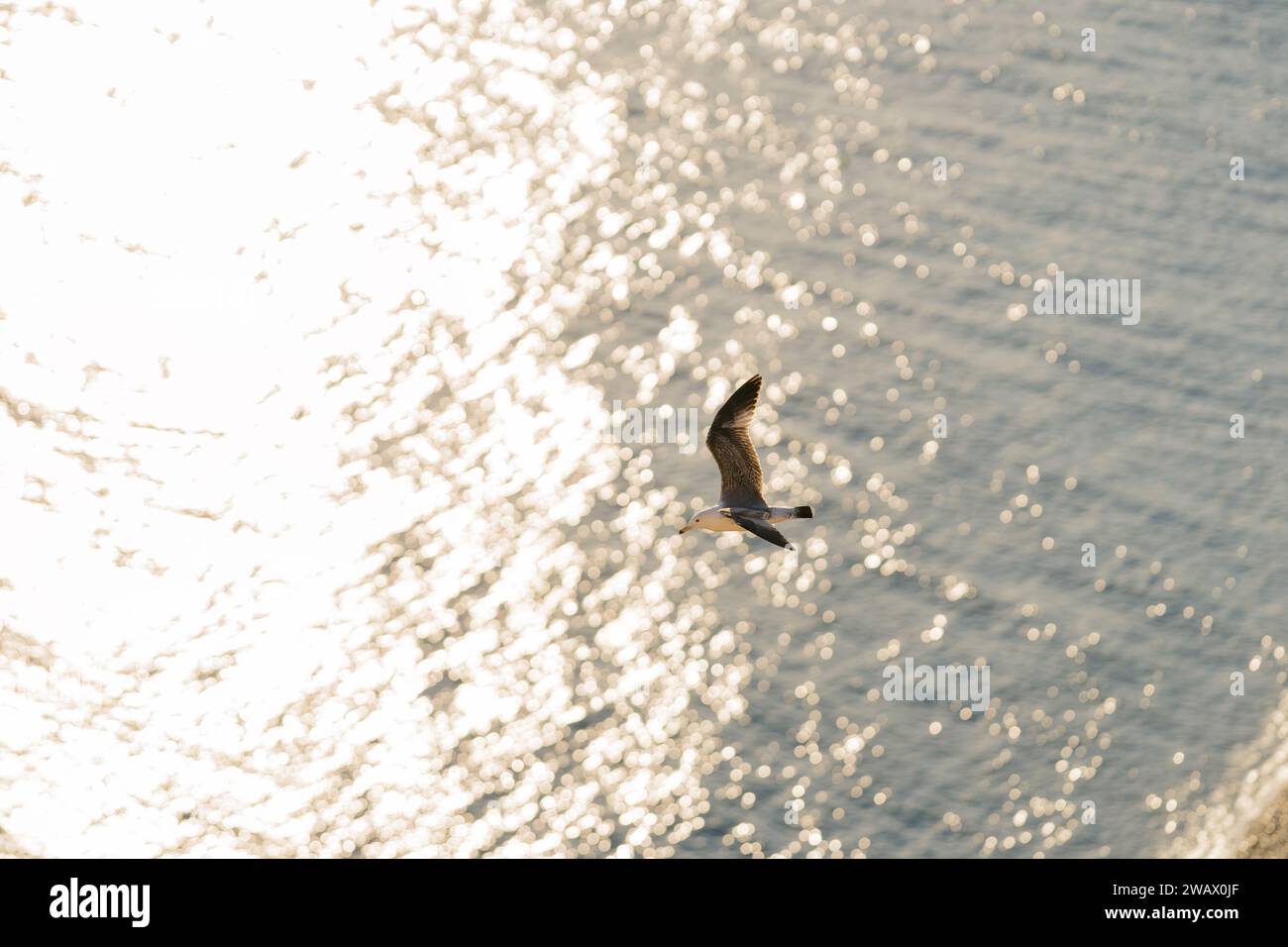 Big seagull flying in sky over the sea with warm light, nature photo ...