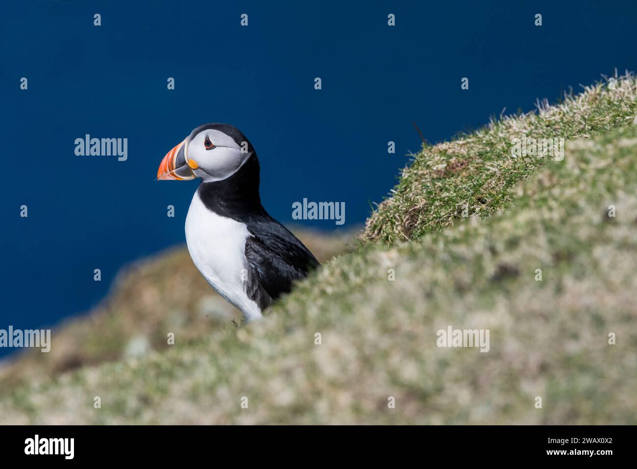 Puffin on clifftop hi-res stock photography and images - Alamy