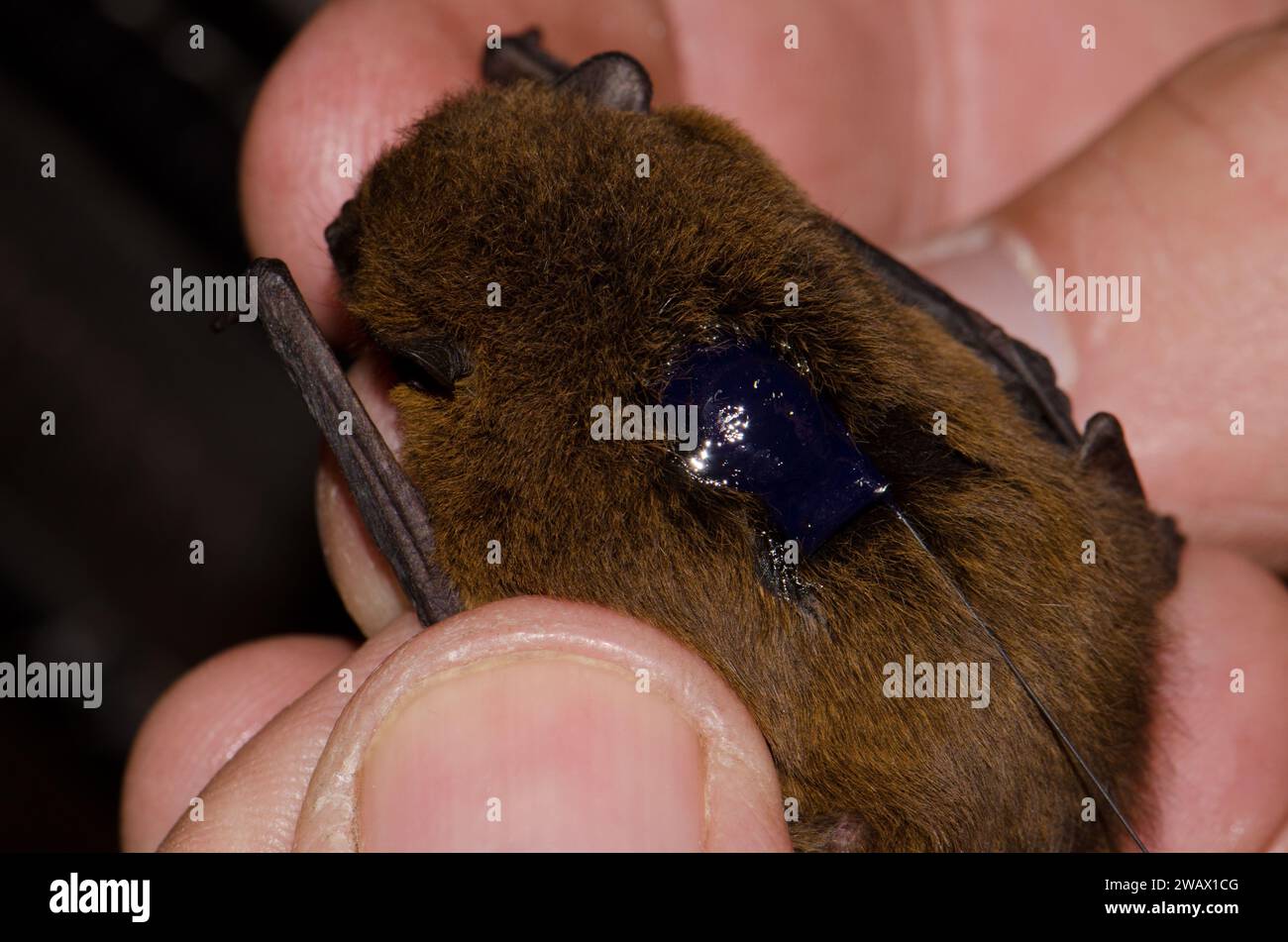 Madeira pipistrelle Pipistrellus maderensis equipped with a radio ...
