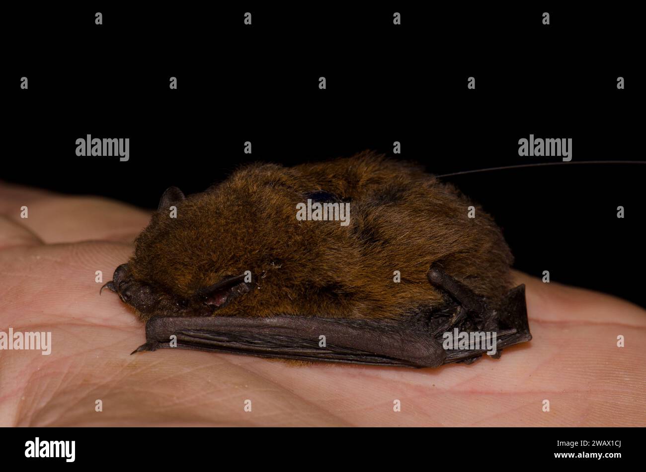 Madeira pipistrelle Pipistrellus maderensis equipped with a radio ...