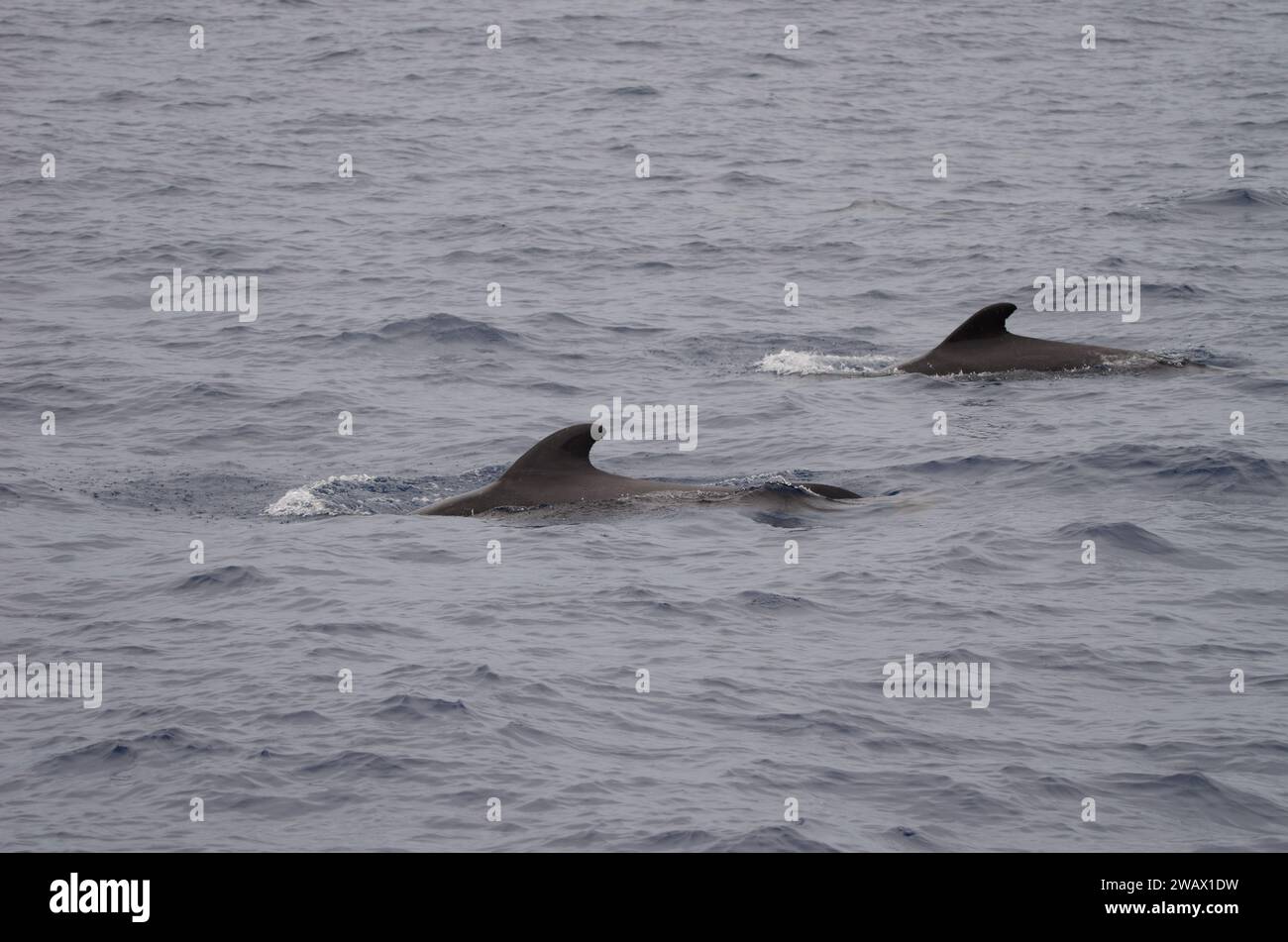 Short-finned pilot whales Globicephala macrorhynchus. Atlantic Ocean ...