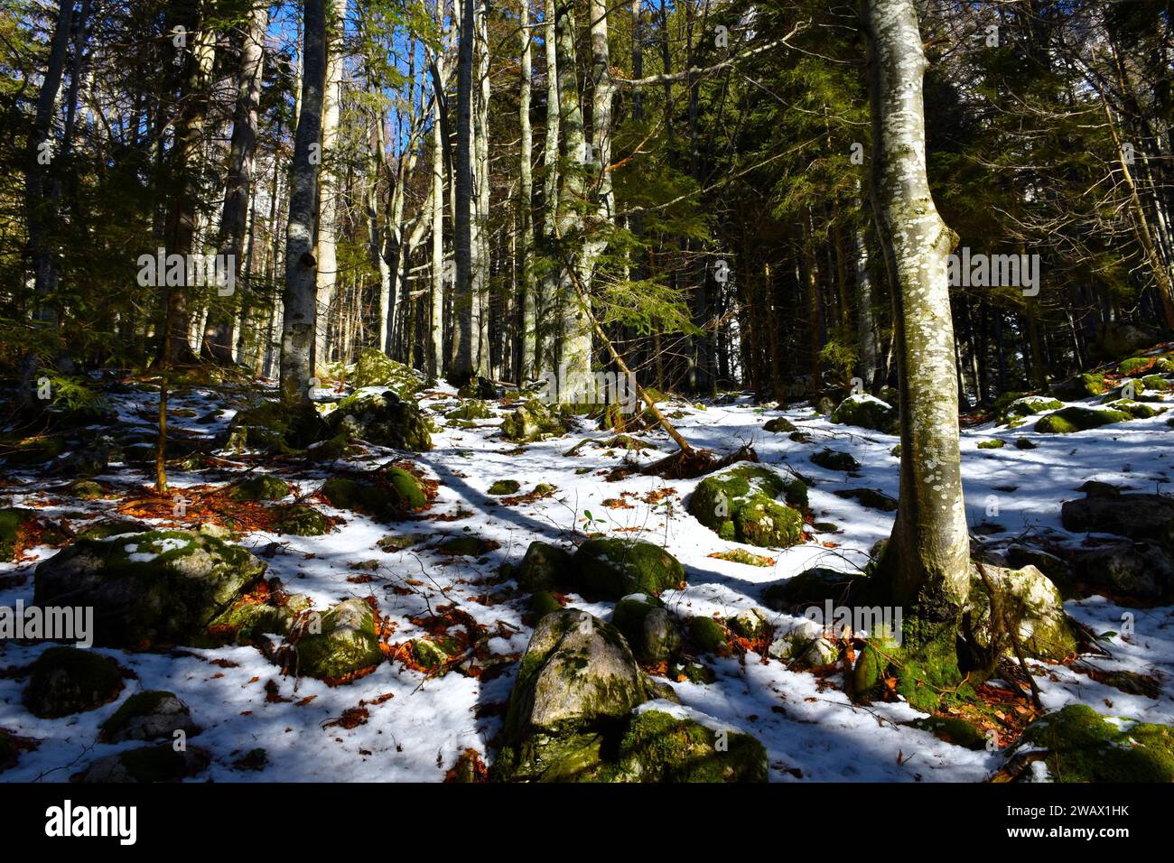 Mixed conifer and broadleaf mountain forest in winter with moss covered ...