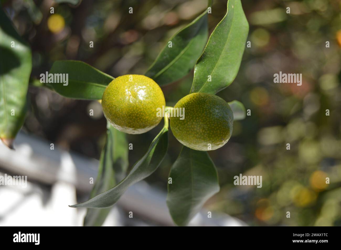 Orchardfresh hi-res stock photography and images - Alamy