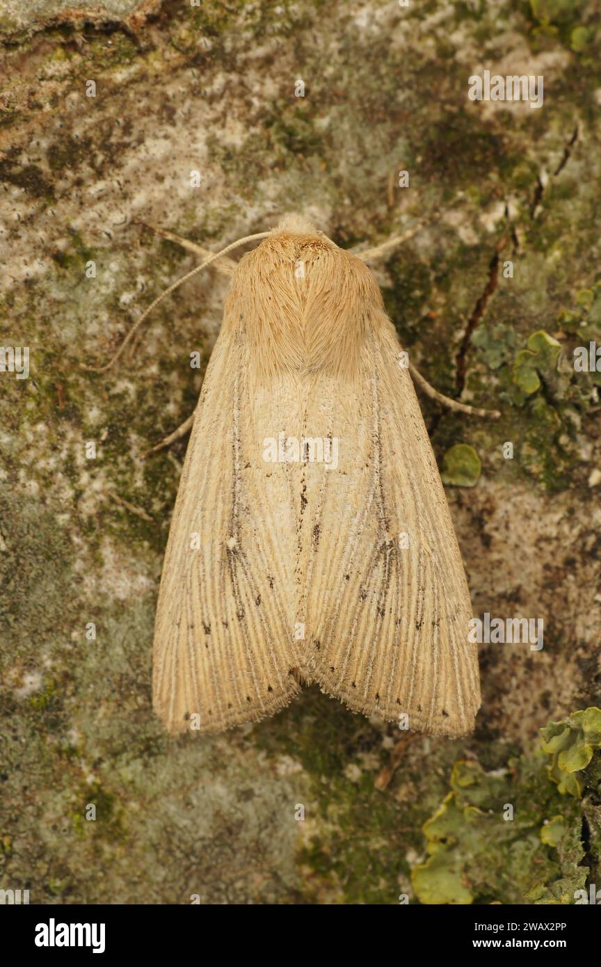 Detailed vertical closeup of the obscure wainscot moth, Leucania ...