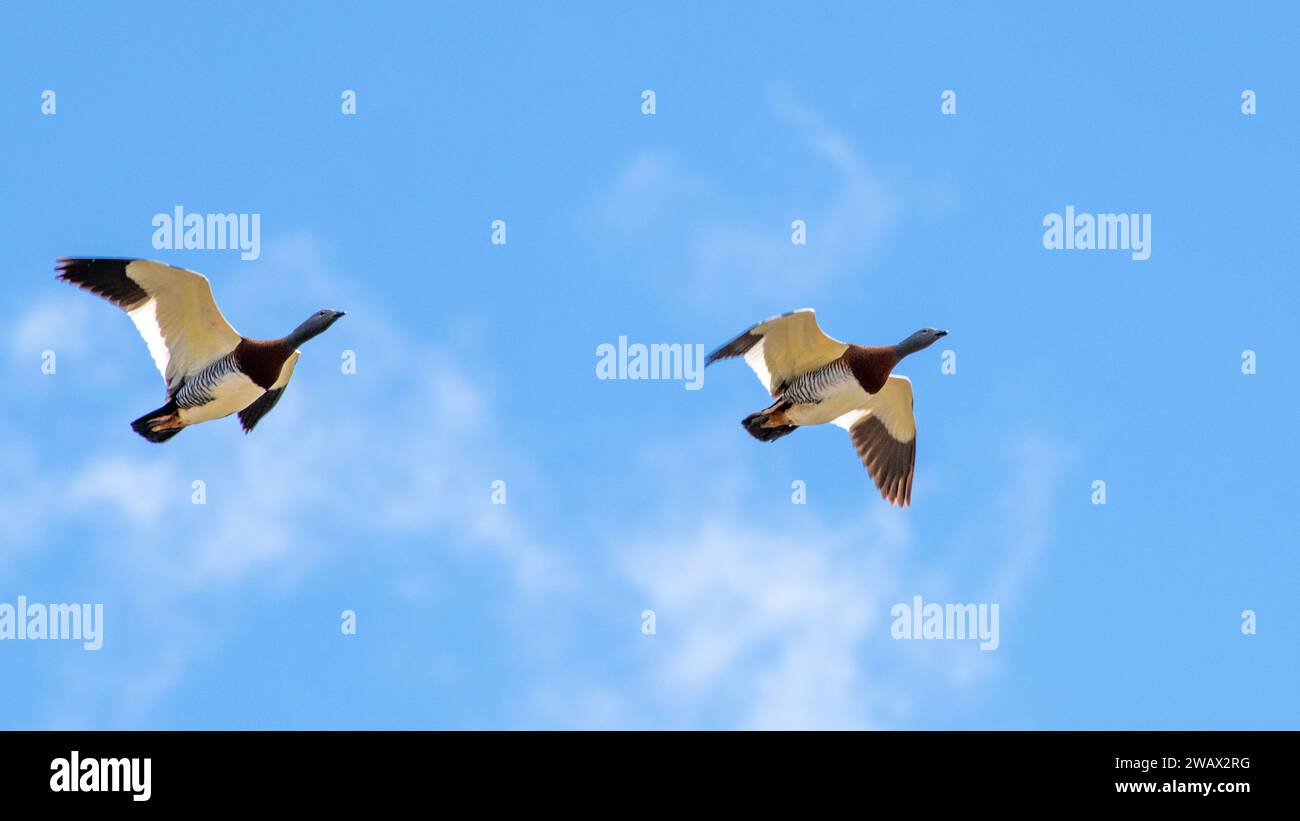 Ashy-headed Goose (Chloephaga poliocephala) Flying, Argentina Stock ...