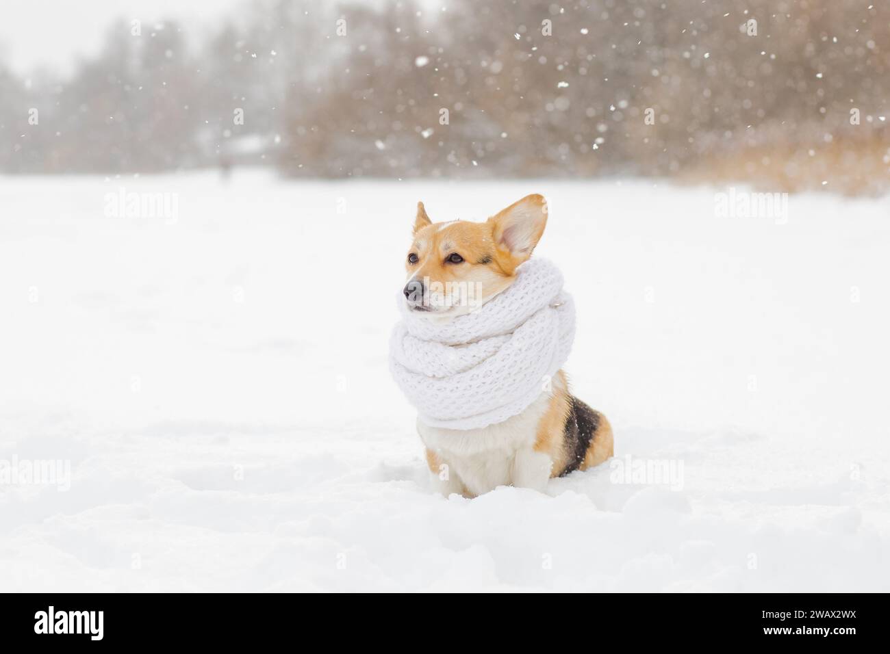 Welsh Corgi Pembroke puppy peeking out from behind snow-covered tree ...