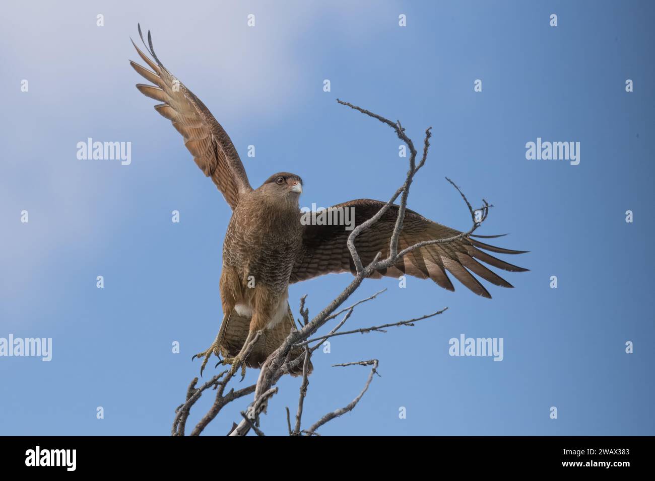 Chimango caracara (Milvago chimango) Patagonia, Chile Stock Photo - Alamy