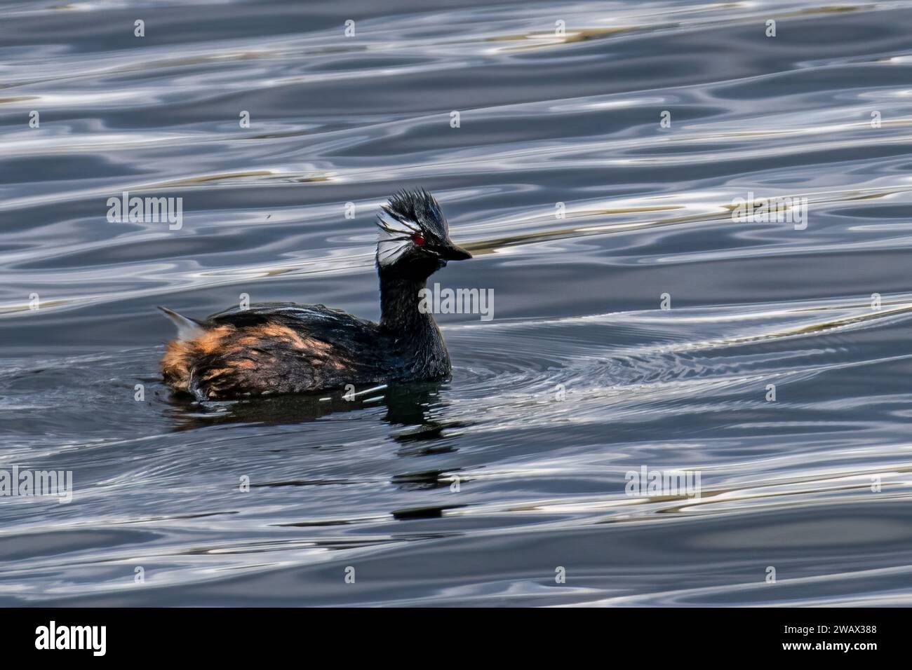 White tufted Grebe (Rollandia rolland) adult, Chile Stock Photo - Alamy