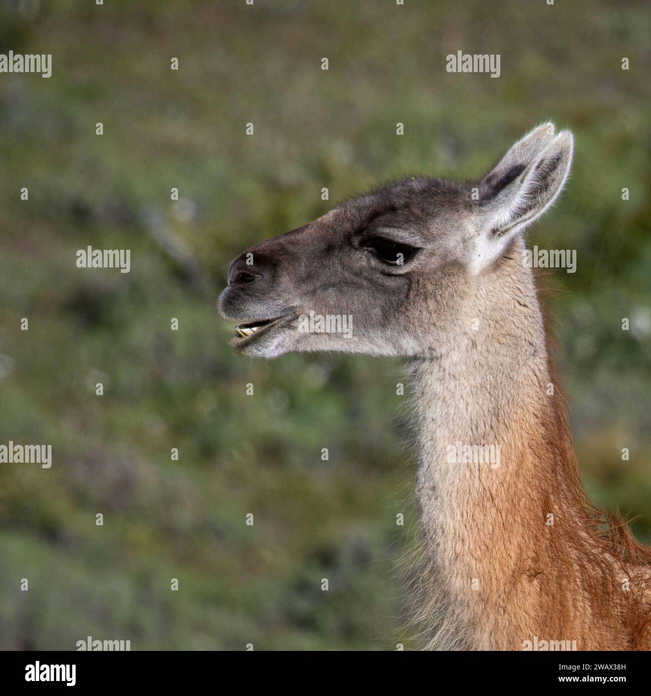 Guanaco llama guanicoe torres hi-res stock photography and images - Alamy