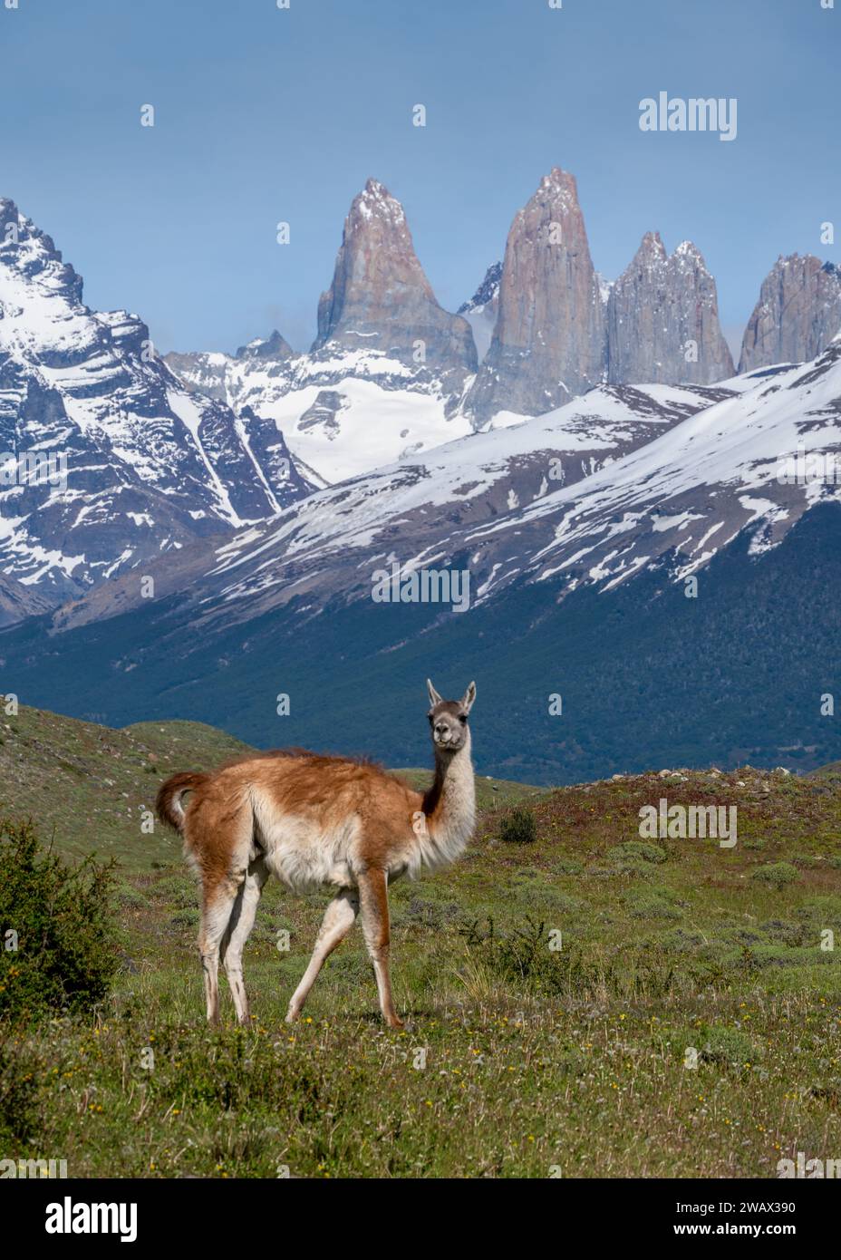 Guanaco patagonia argentina hi-res stock photography and images - Alamy