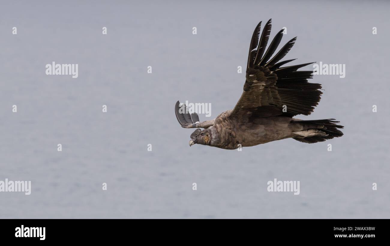 Andean condor juvenile (Vultur gryphus) Flying Stock Photo - Alamy Andean condor juvenile (Vultur gryphus) Flying Stock Photo - Alamy
