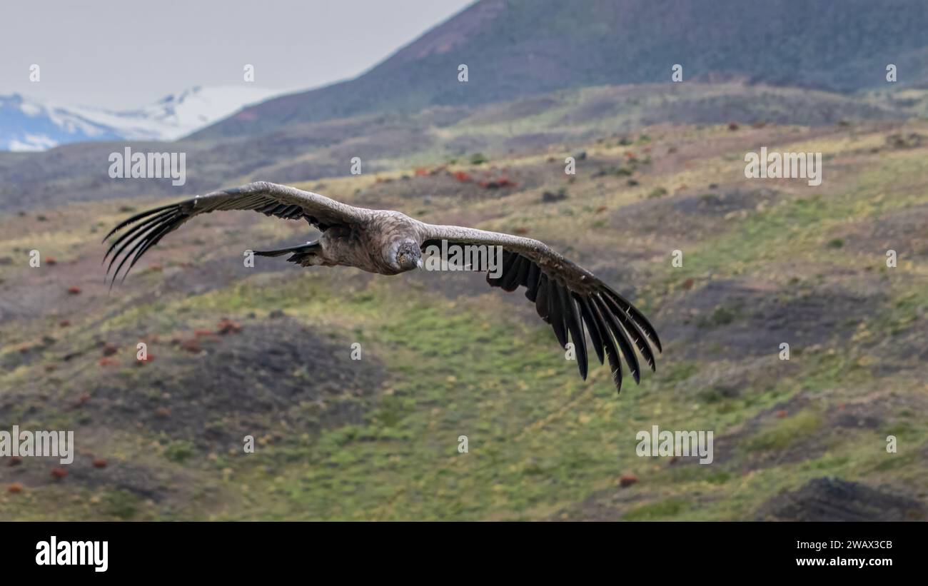 Andean condor juvenile (Vultur gryphus) Flying Stock Photo - Alamy