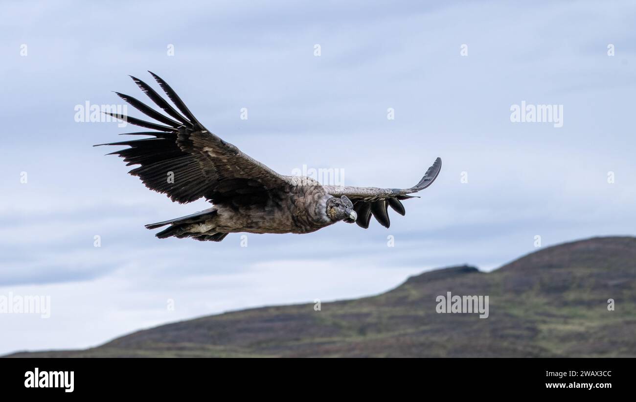 Andean Condor Wingspan