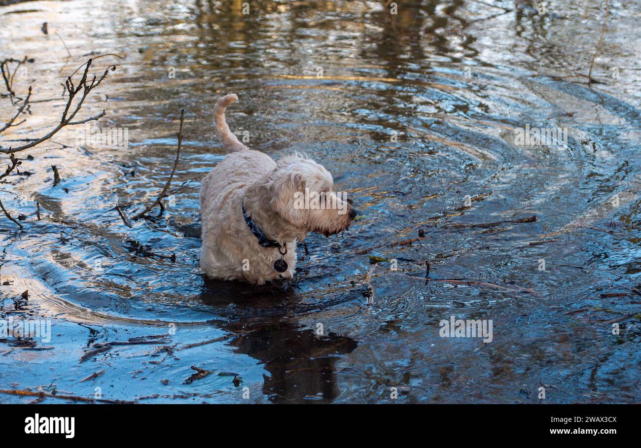 Windsor, UK. 7th January, 2024. A dog paddles in floodwater on Baths ...