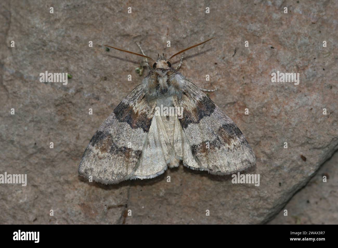 Detailed dorsal closeup on the Oak Lutestring moth, Cymatophorina ...