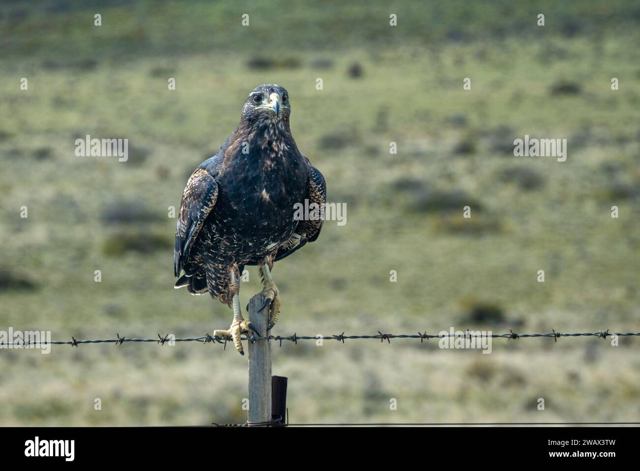 Black-chested Buzzard-eagle (Geranoaetus melanoleucus) on Fence Post ...