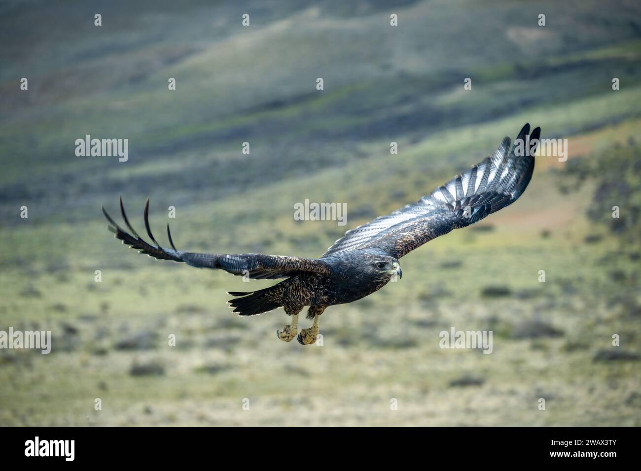 Black-chested Buzzard-eagle (Geranoaetus melanoleucus) Flying Stock ...