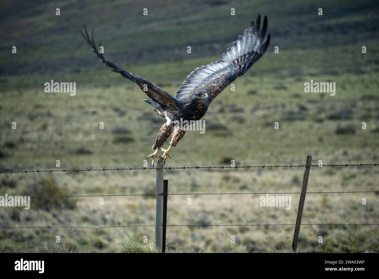 Black-chested Buzzard-eagle (Geranoaetus melanoleucus) Flying Stock ...